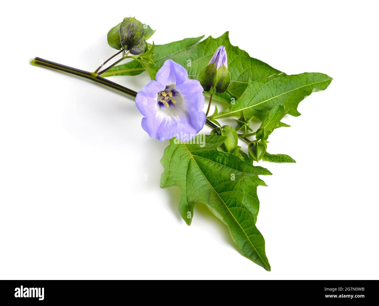 Nicandra physalodes. It is known by the common names apple-of-Peru and ...