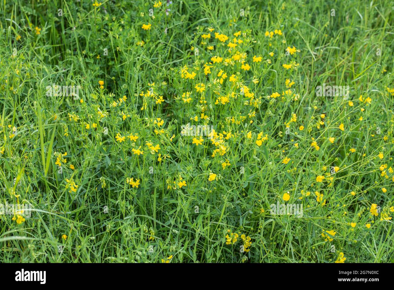 an uncultivated meadow with birds-foot trefoil with tiny yellow ...