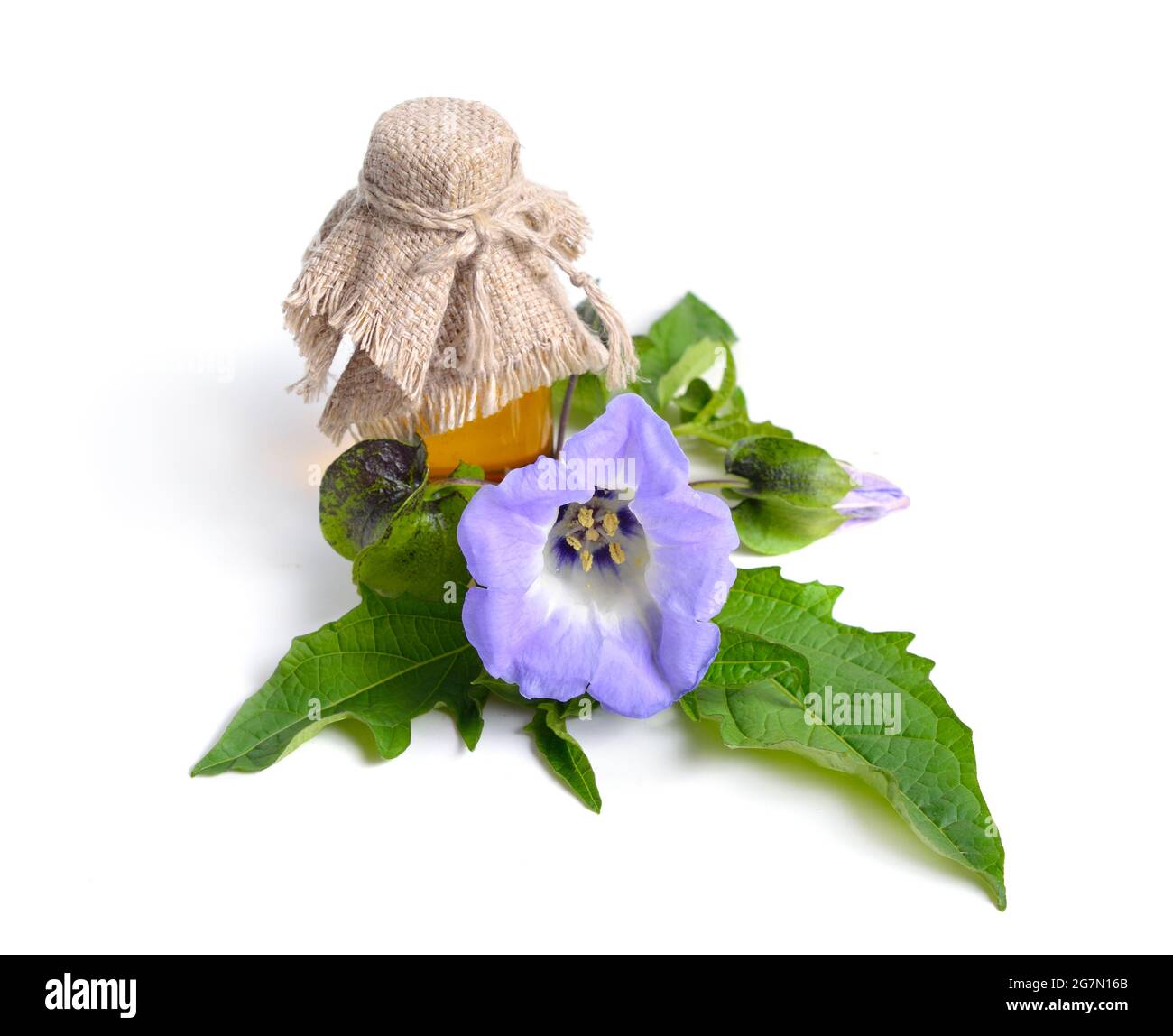 Nicandra physalodes. It is known by the common names apple-of-Peru and ...