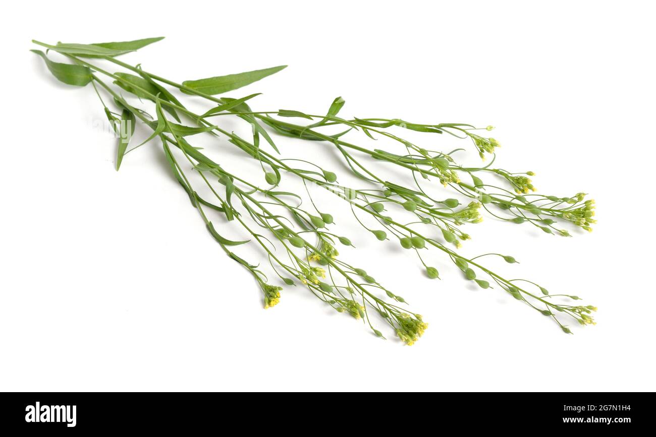 Camelina sativa, gold-of-pleasure, or false flax. Isolated on white ...