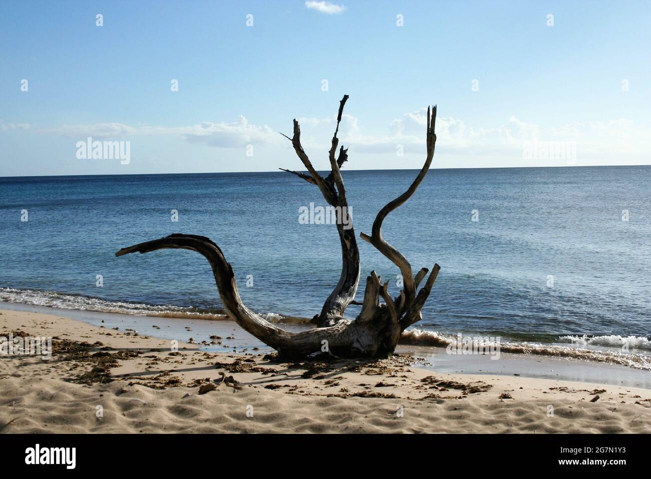 Dried tree in Barbados Stock Photo - Alamy