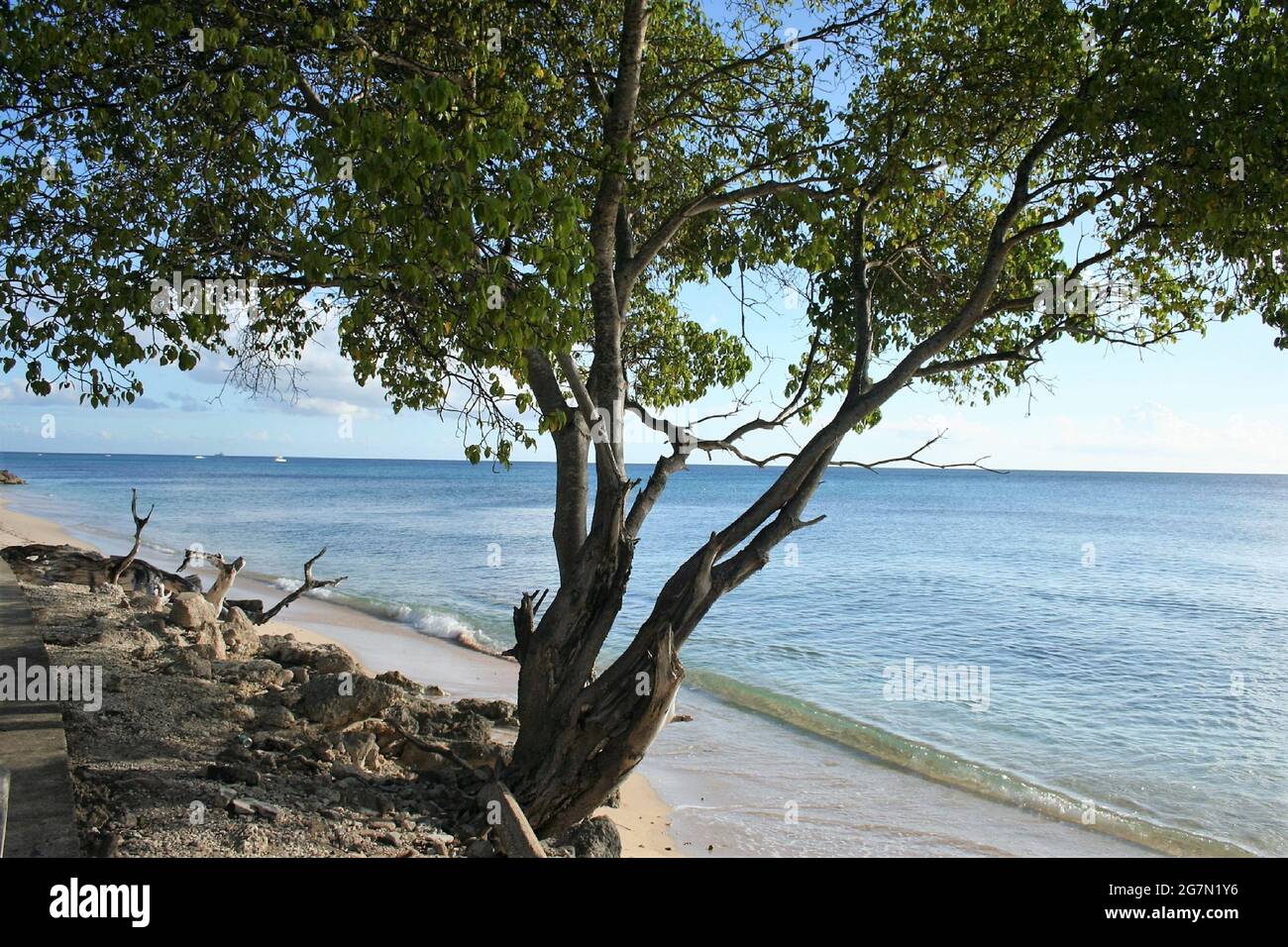 Barbados beach tree Stock Photo - Alamy