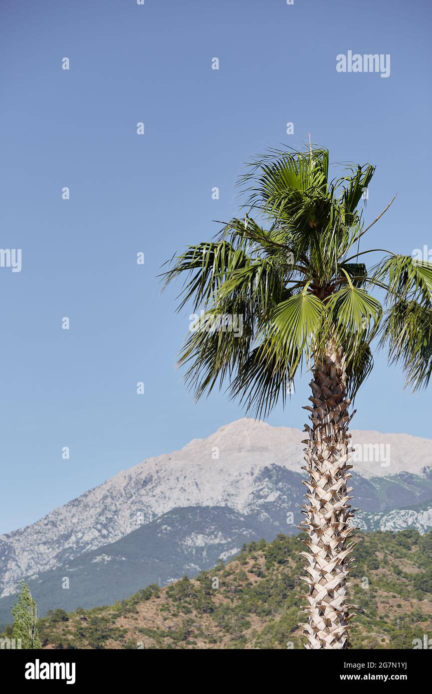 Tropical palm tree and mountains view. Copy space. Summer paradise ...