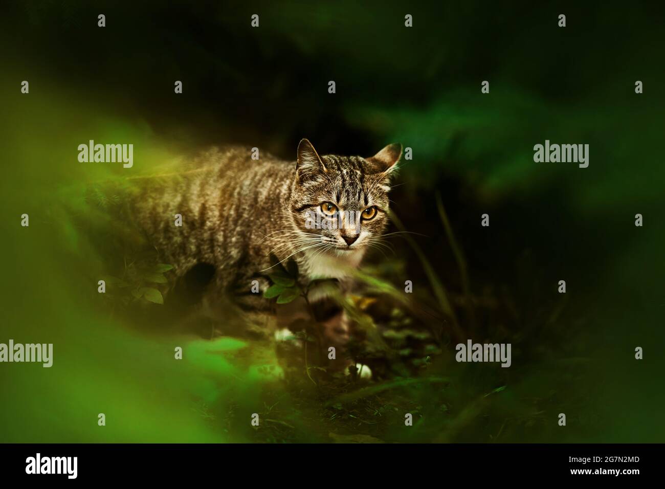 A wild tabby cat sneaks through dark thickets in a green summer forest ...
