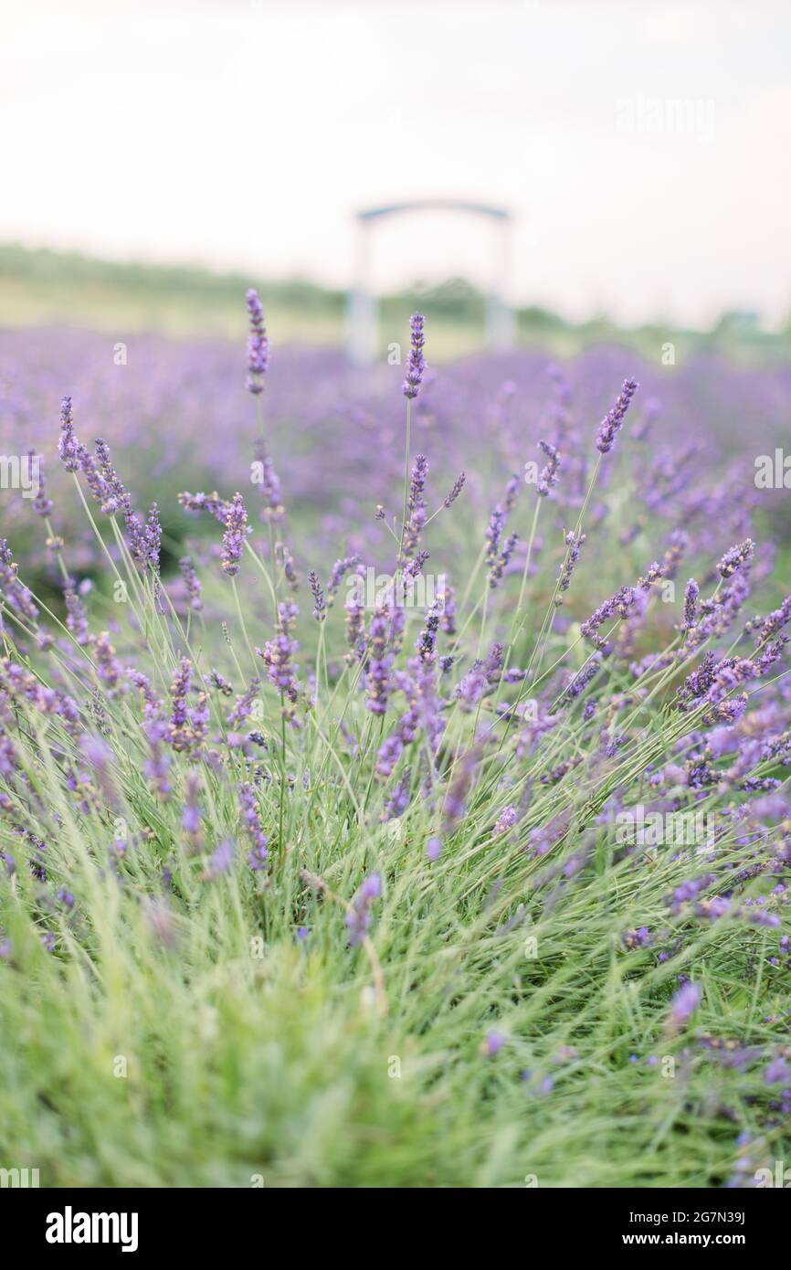 Close up picturesque nature view of summer field with blooming lavender ...