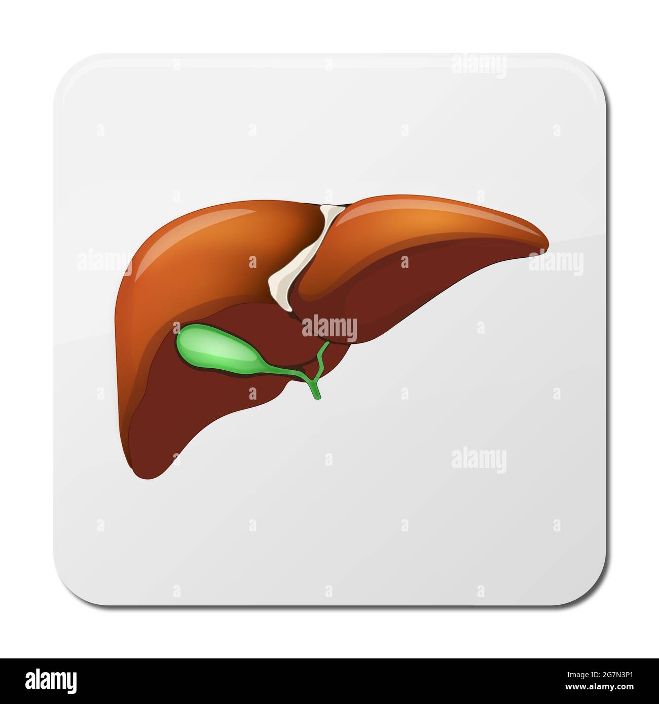 Human Liver Anatomy on medical background. 3d illustration Stock Photo ...