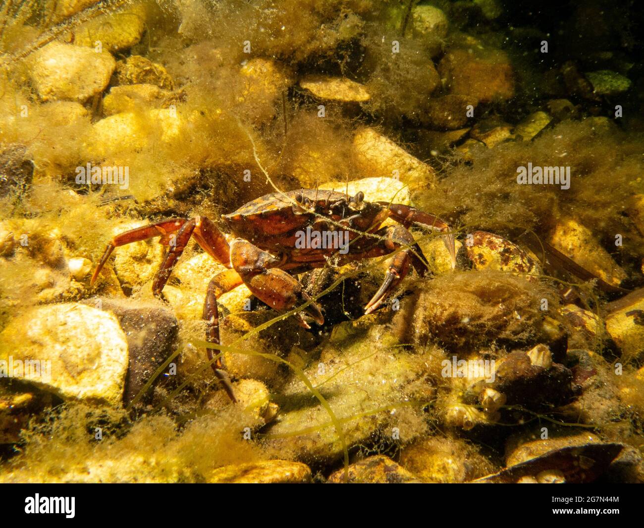 Scuba scuba hi-res stock photography and images - Alamy