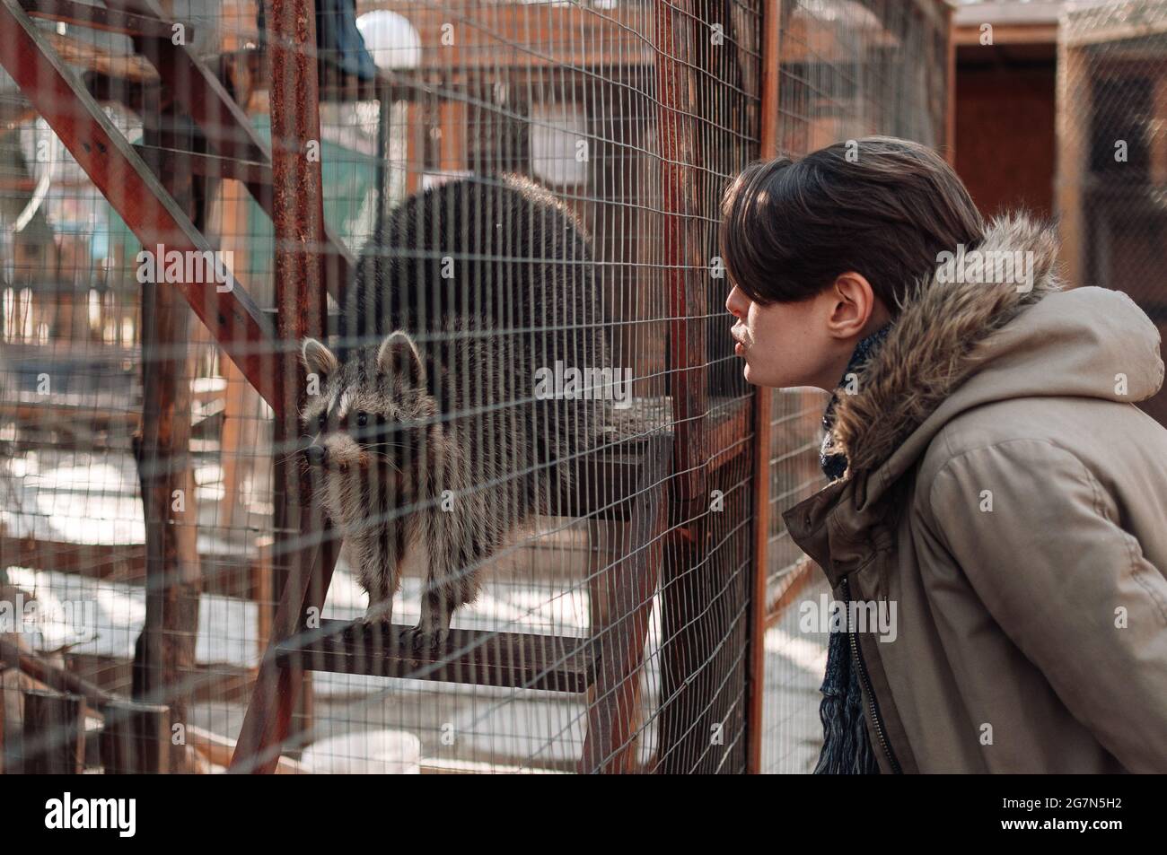 The girl calls a raccoon at the zoo. Cute fluffy male raccoon. A tamed ...