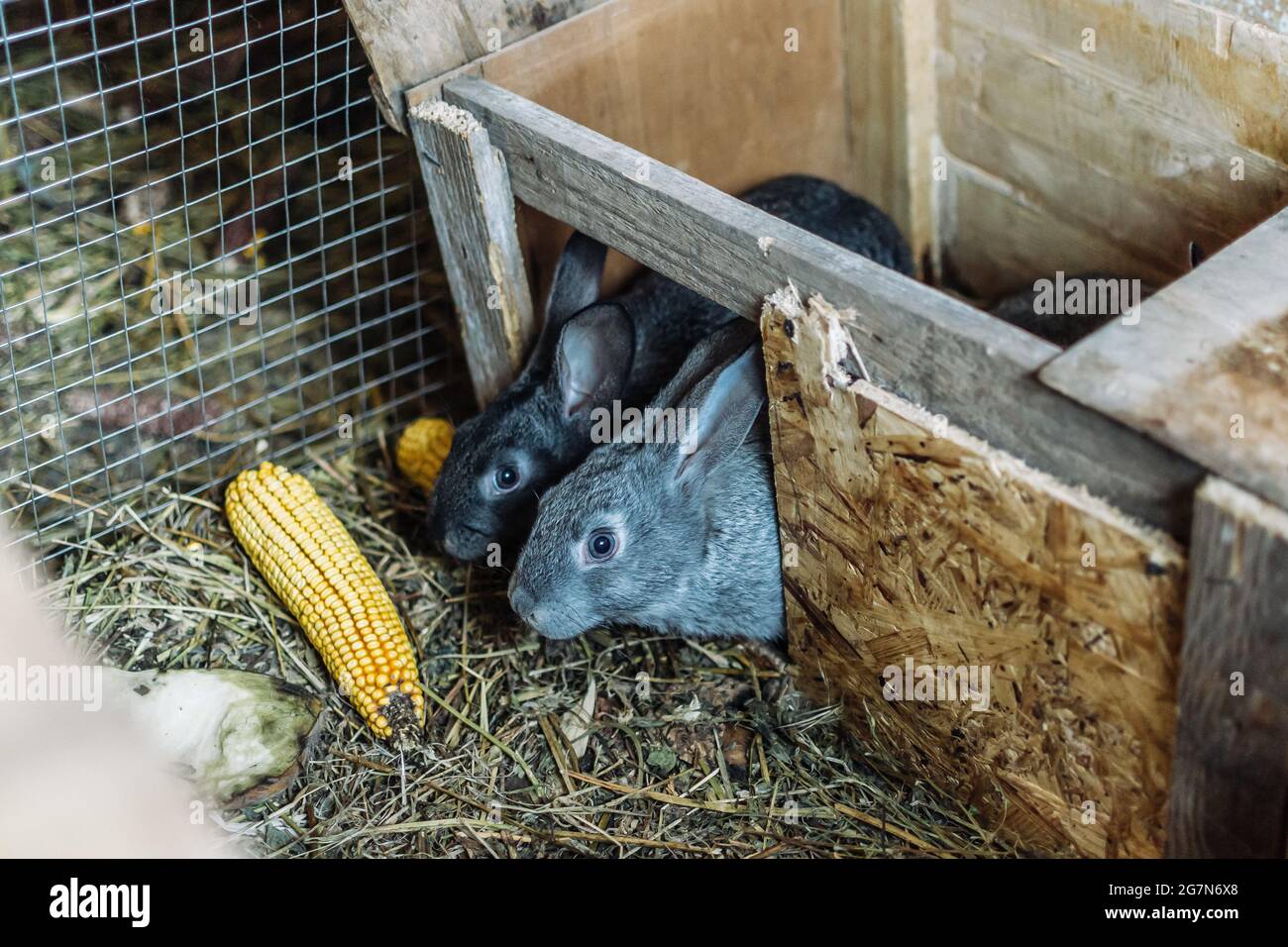 Selective breeding corn hi-res stock photography and images - Alamy