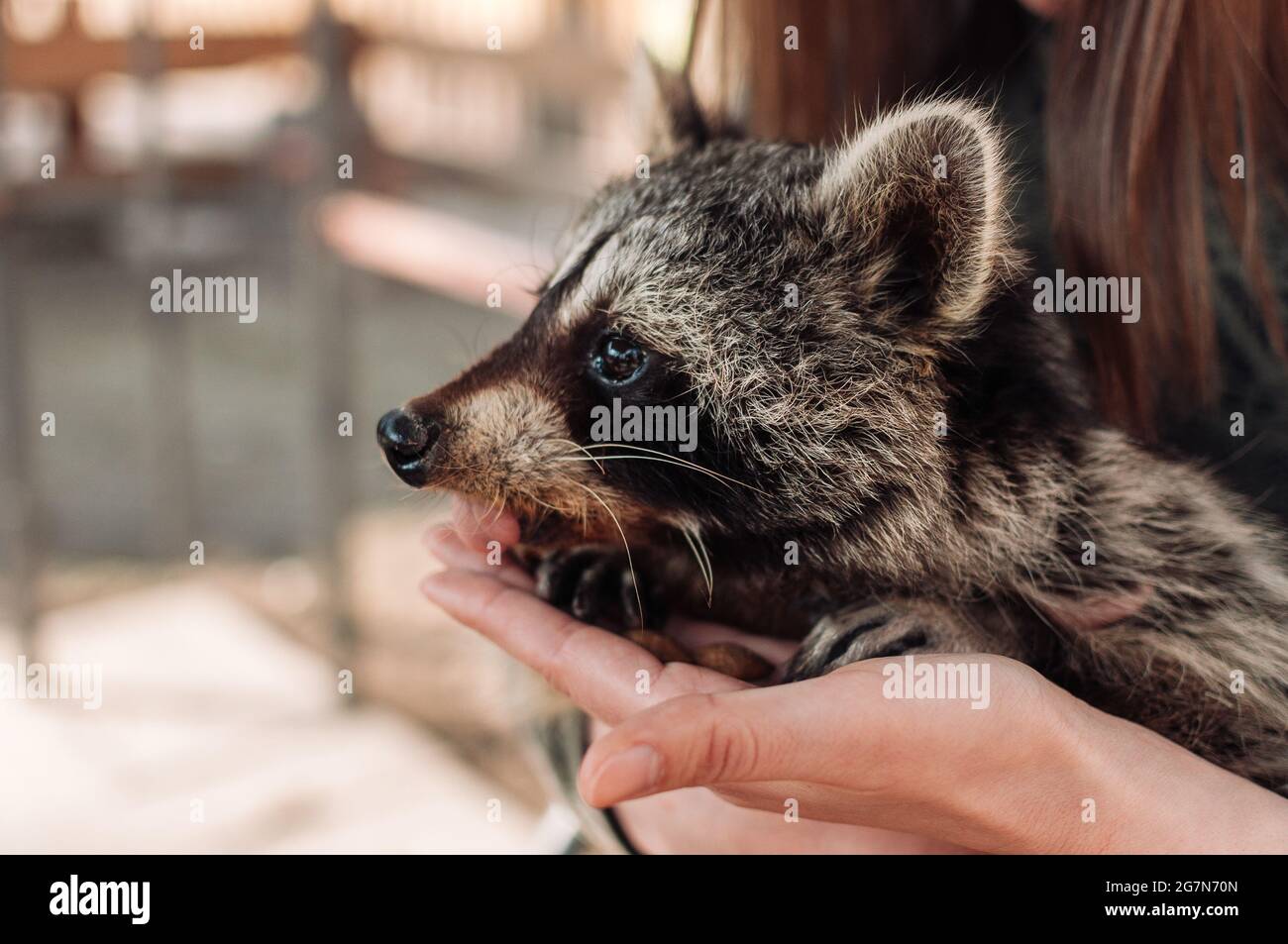 Male raccoon hi-res stock photography and images - Alamy