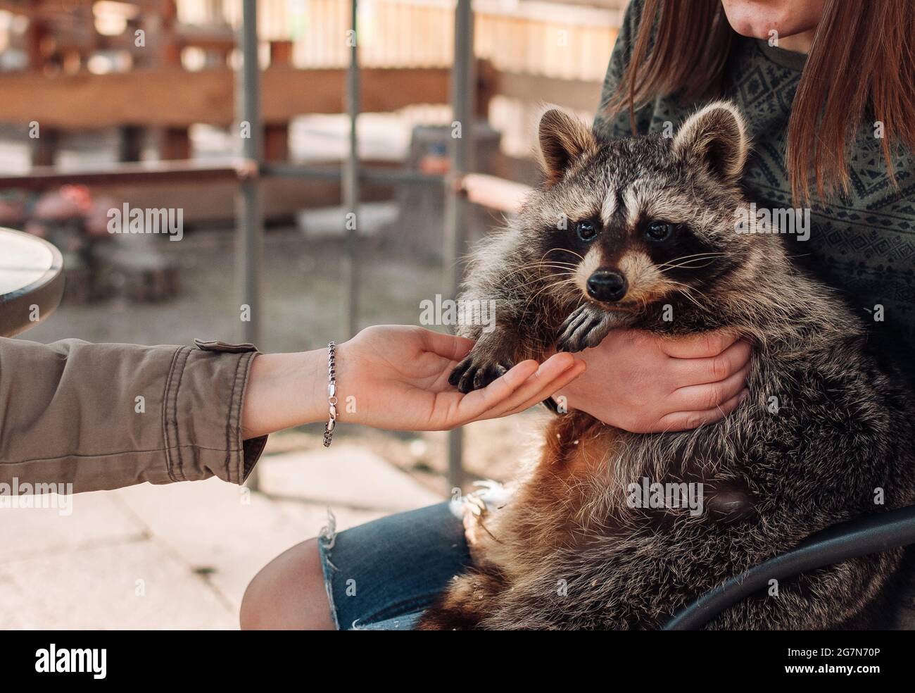 The girl holds a raccoon in her arms. The second girl holds out her ...