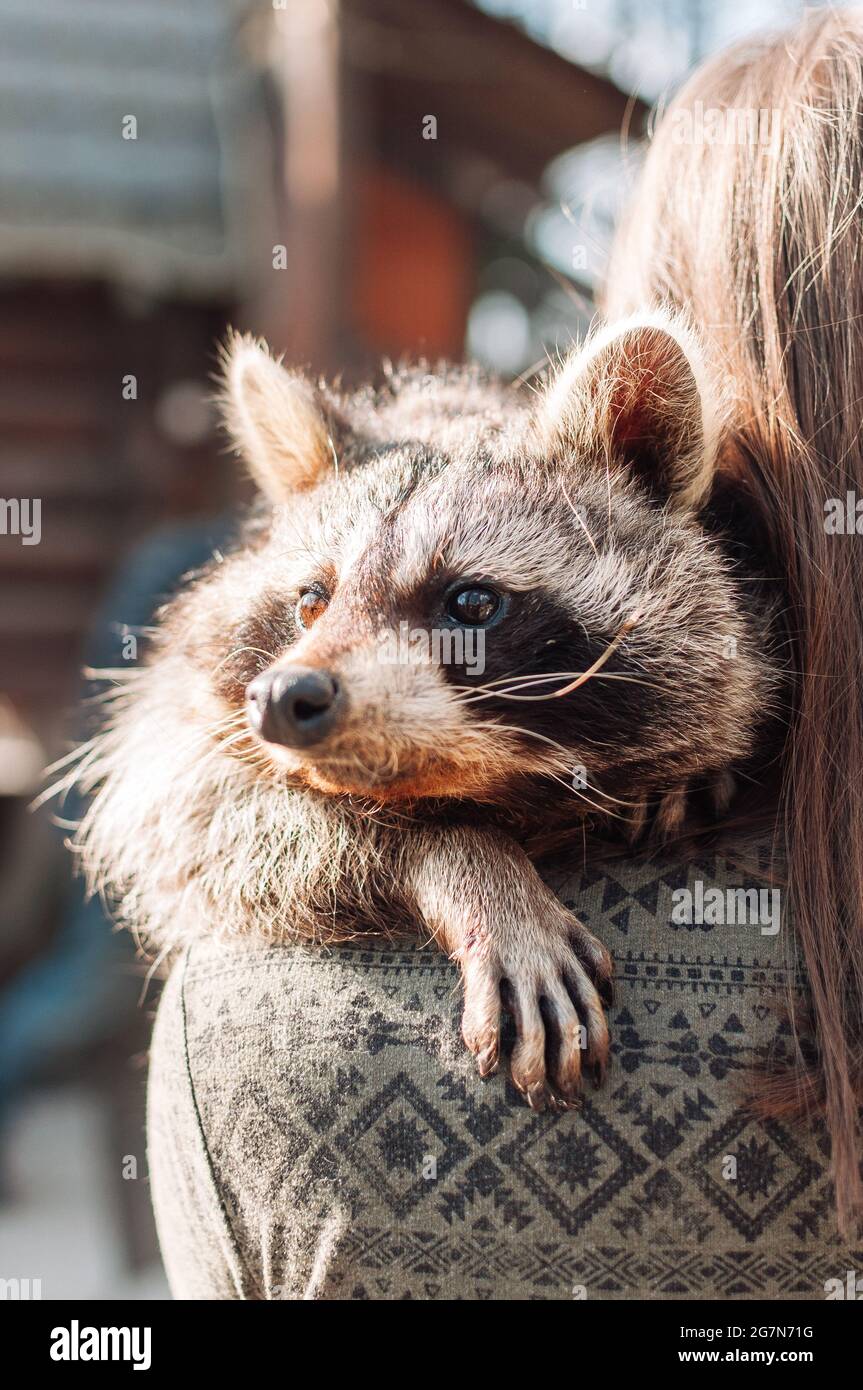 A cute raccoon lies on the girl's shoulder. The animal is relaxed and ...