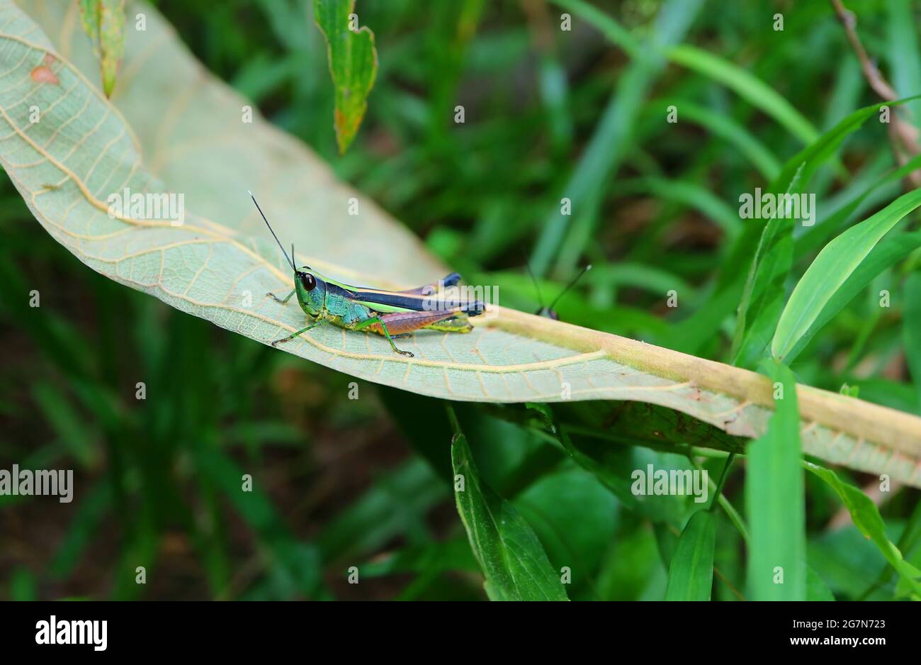 A colorful grasshopper relaxing on a fallen leaf Stock Photo - Alamy