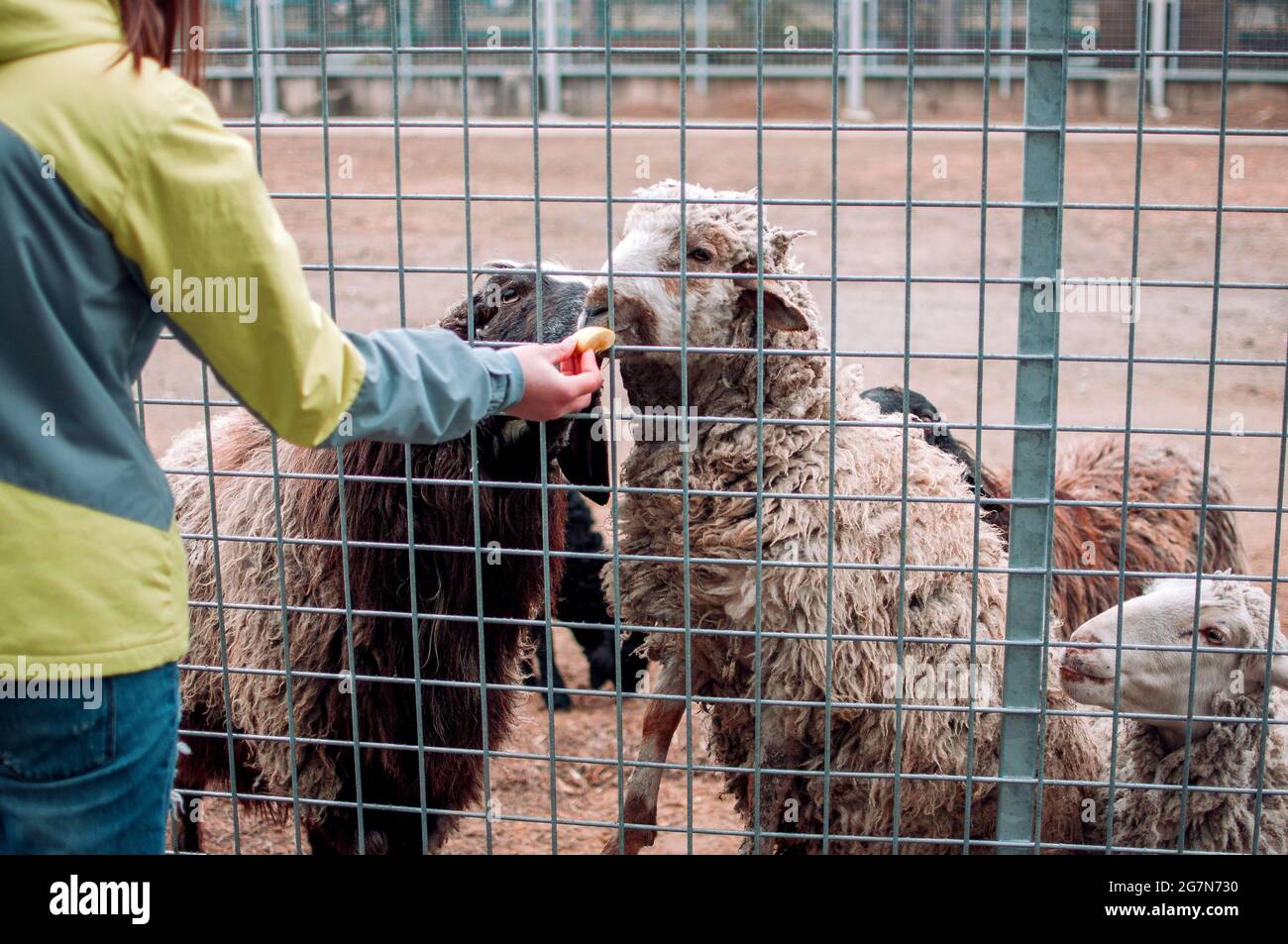 The girl feeds the brown and white sheep. Animals eat apples through a ...
