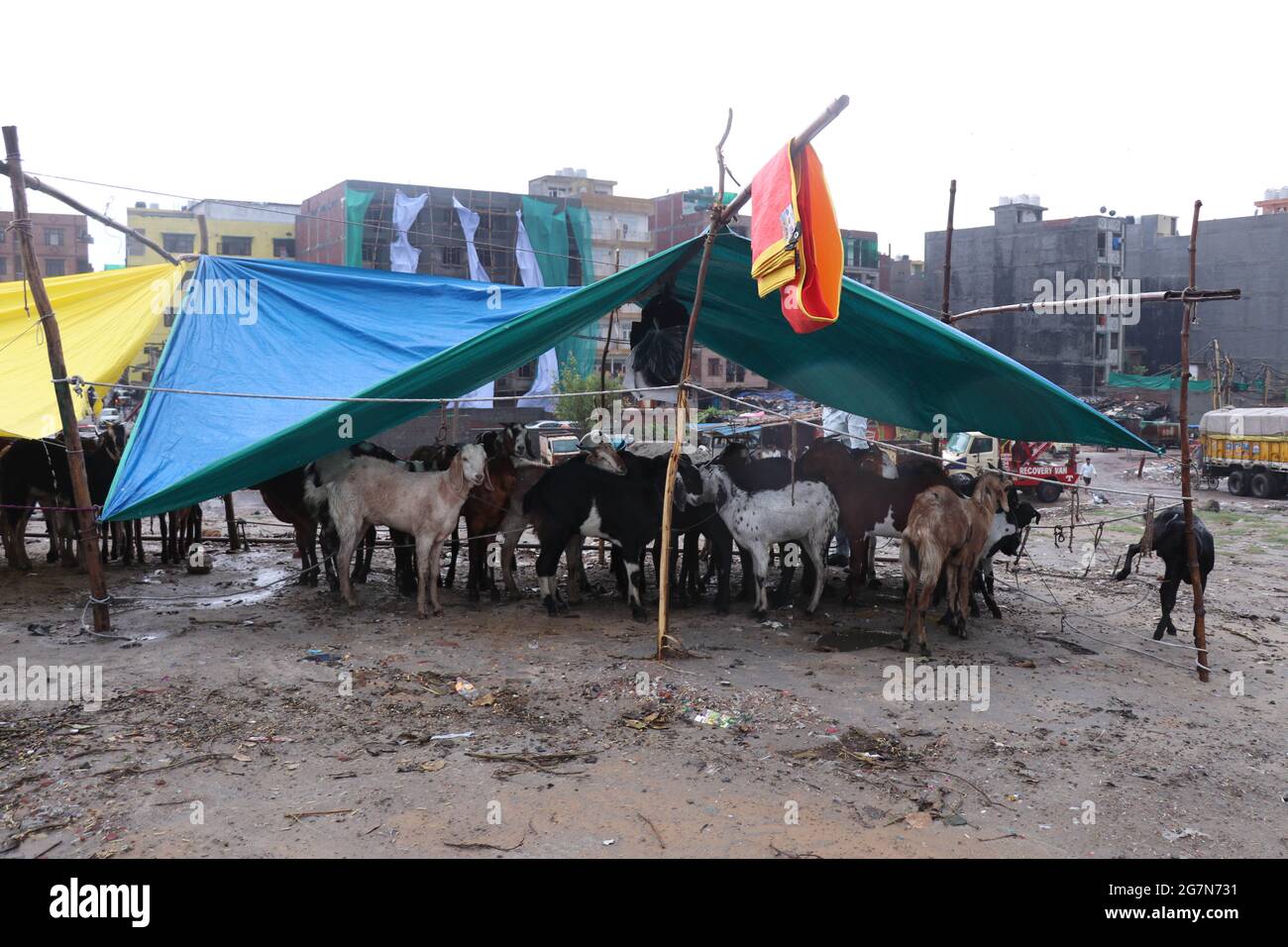 New Delhi, India. 15th July, 2021. The sacrificial animals are at ranch ...