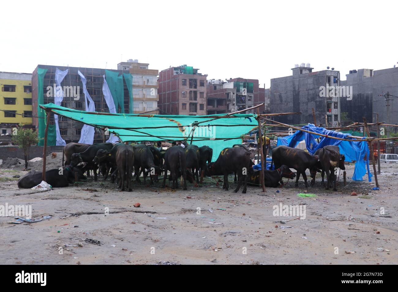 New Delhi, India. 15th July, 2021. The sacrificial animals are at ranch ...