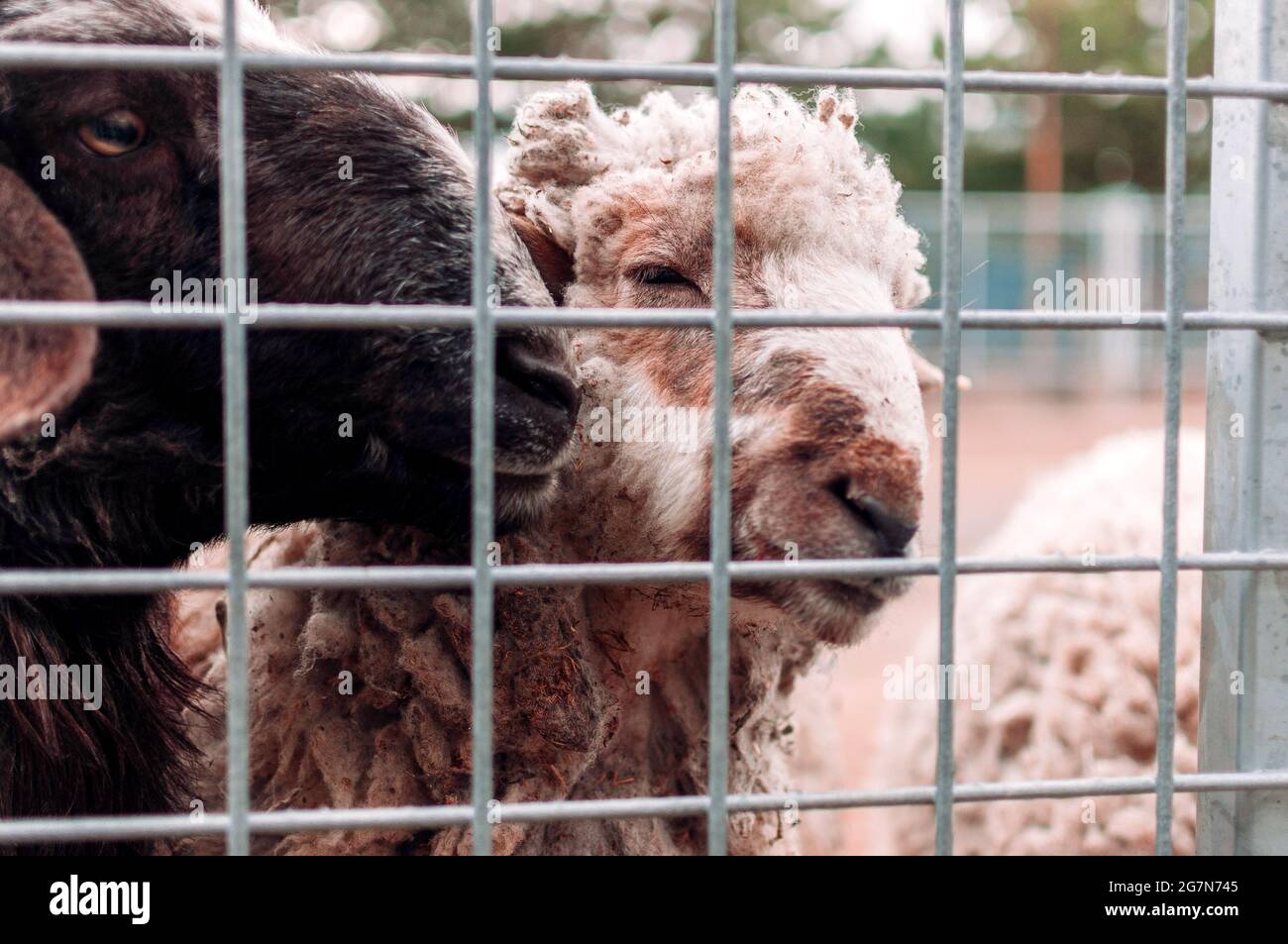 Two sheep look through the netting of the corral at the farm, portrait ...