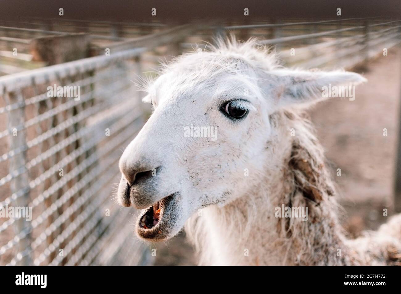 Llama open field hi-res stock photography and images - Alamy
