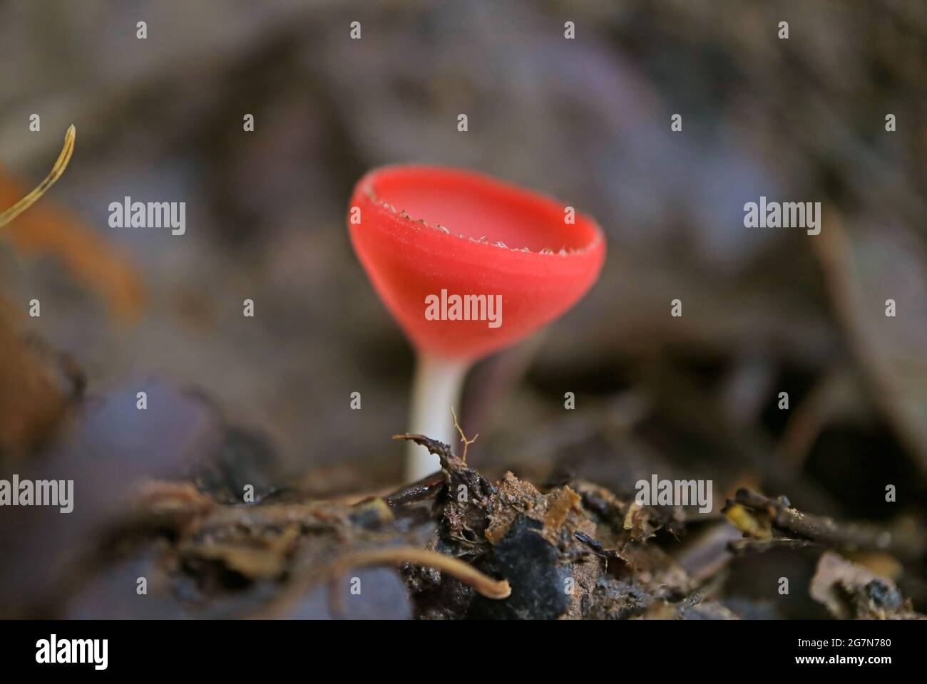 Macro Shot of a Red Cup Mushroom Growing on Decayed Log Stock Photo - Alamy