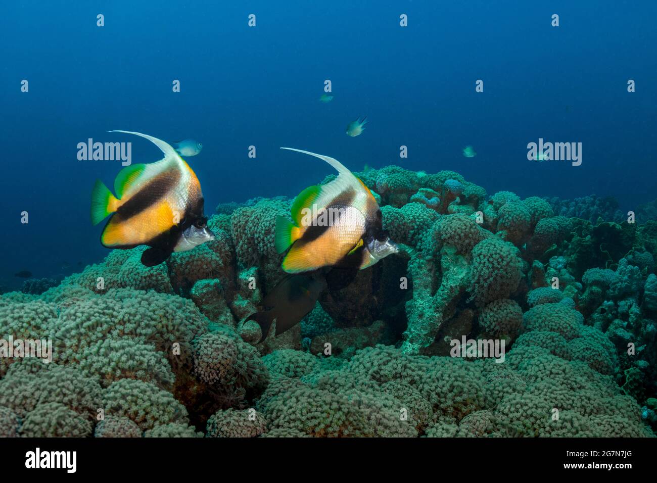 Masked Bannerfish (Heniochus monoceros). Red Sea underwater life of the ...