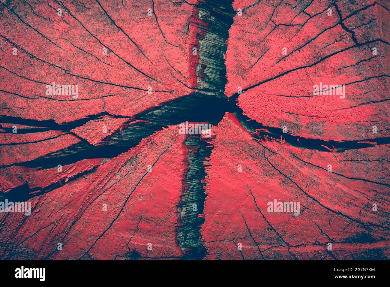Top view. Close up beautiful nature texture of red tree stump use as ...