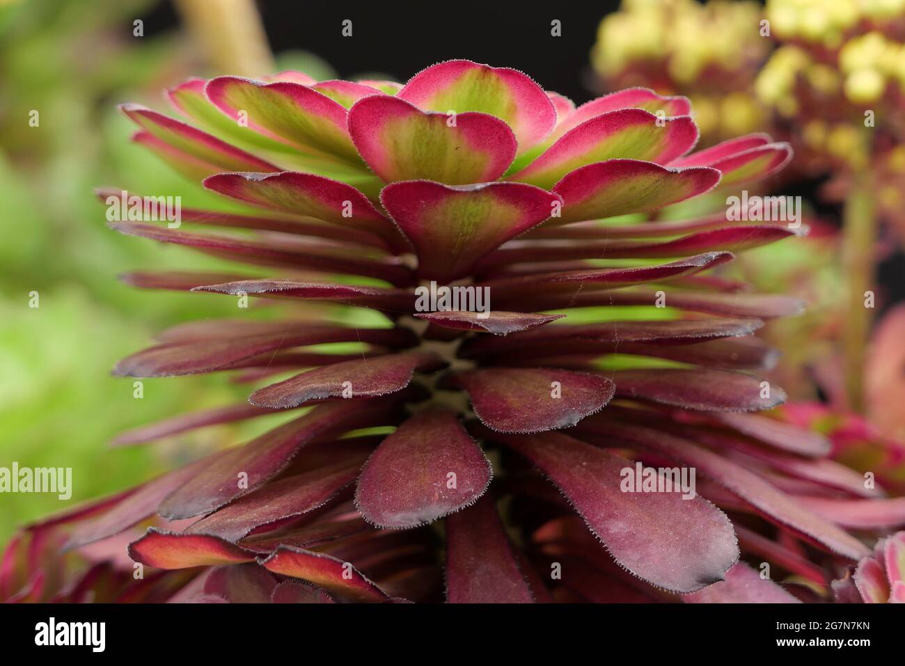 Attractive succulent hi-res stock photography and images - Alamy