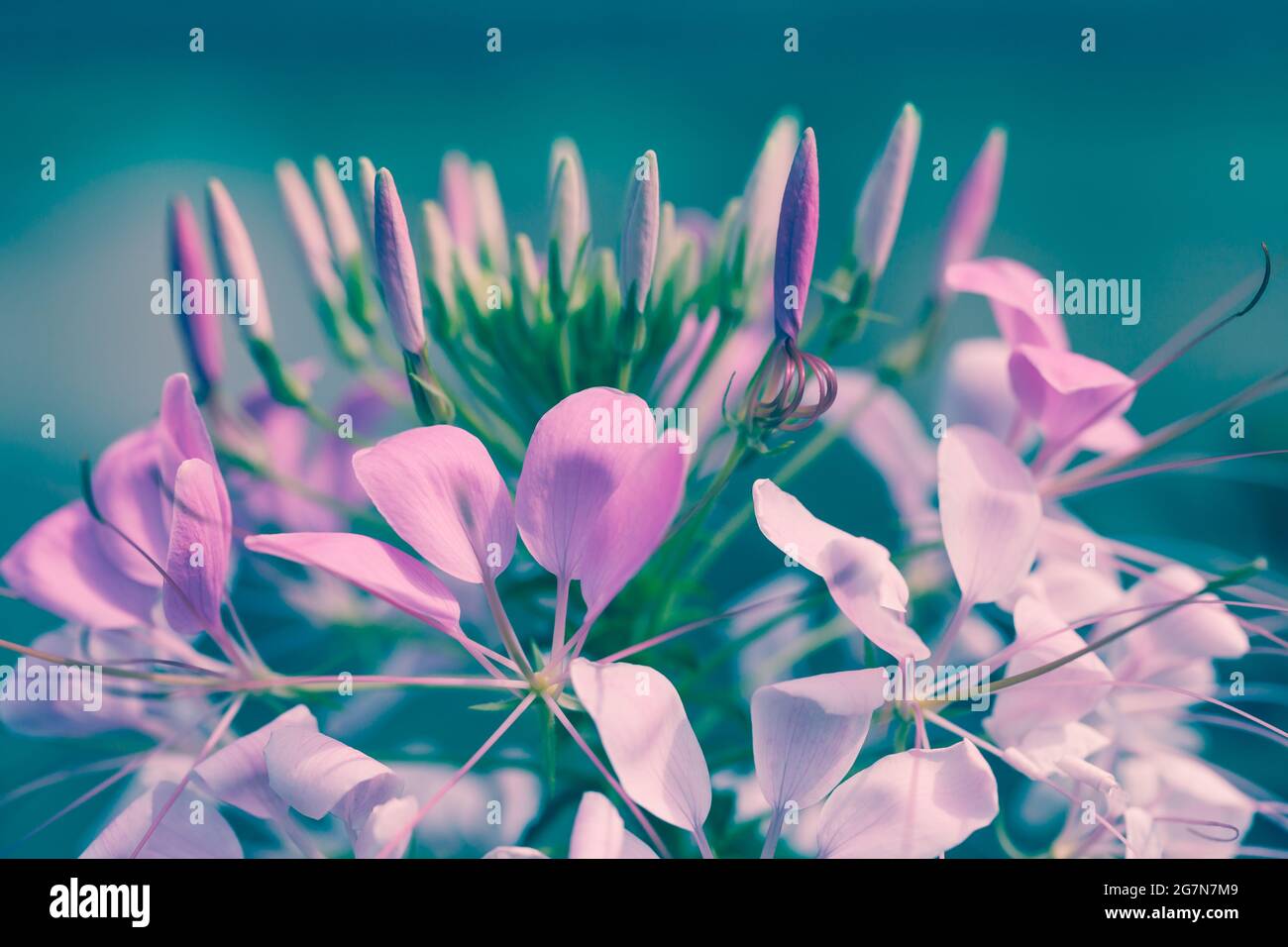 Pink flowers on natural background. Beautiful floral use as background ...