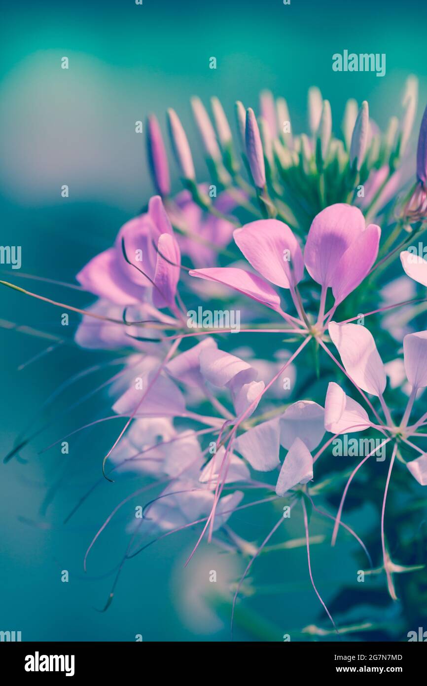 Pink flowers on natural background. Beautiful floral use as background ...
