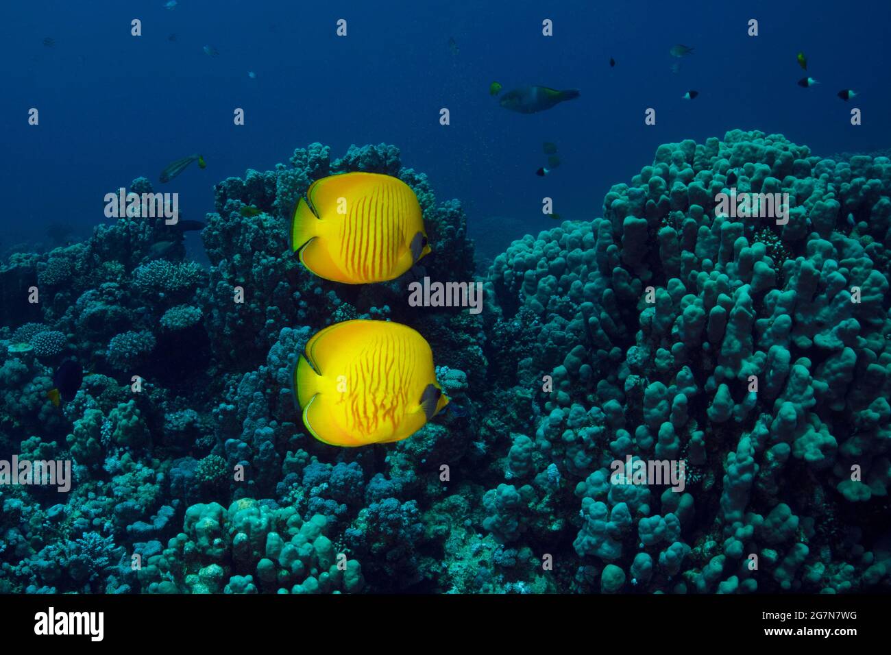 Golden butterflyfish (Chaetodon semilarvatus) Underwater world of coral ...