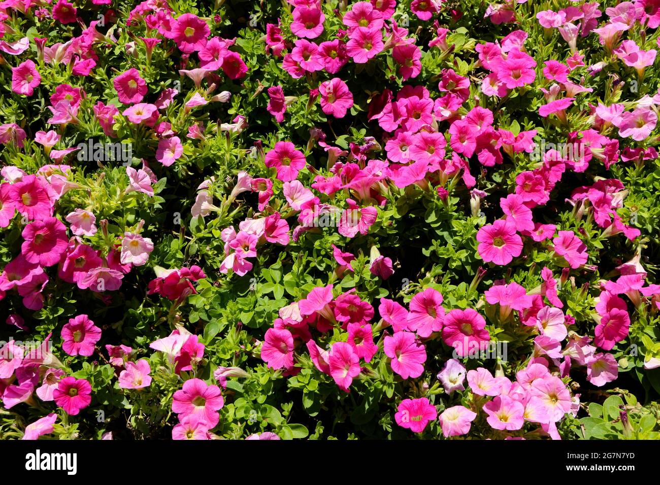 Petunia hybrida rose vein velvet f1 hi-res stock photography and images ...