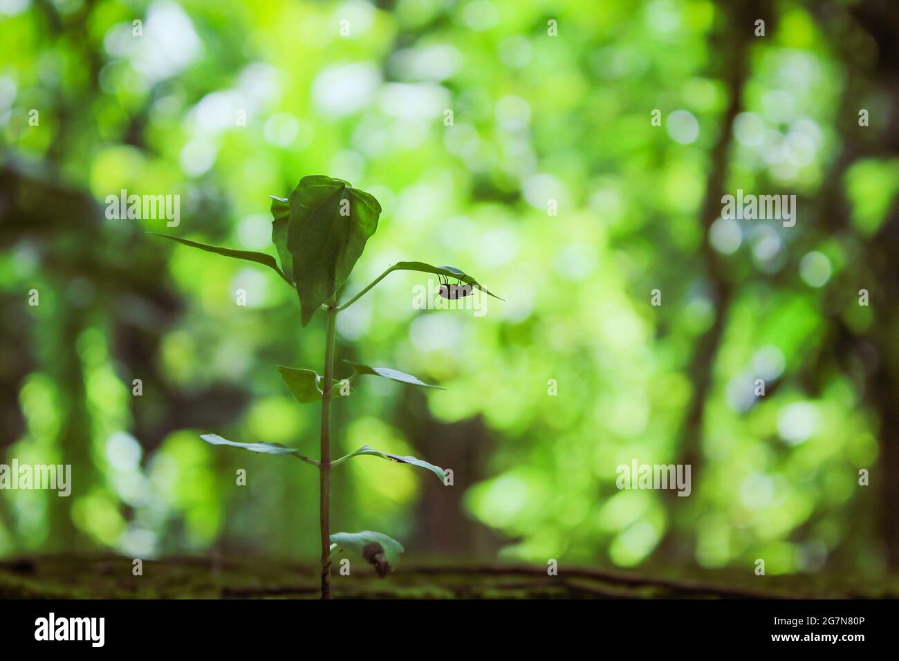 beautiful medical plant, asian plant in nature Stock Photo - Alamy