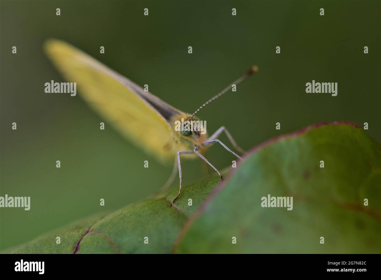 Pieris rapae - cabbage white butterfly on a beetroot leaf as a close up ...