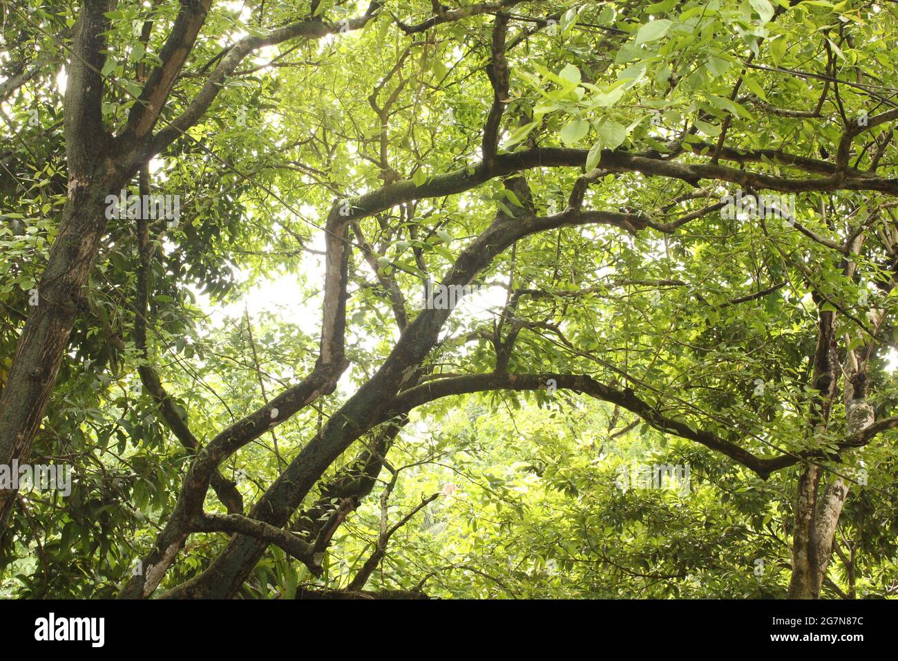 Tropical fern amazon rainforest brazil hi-res stock photography and ...