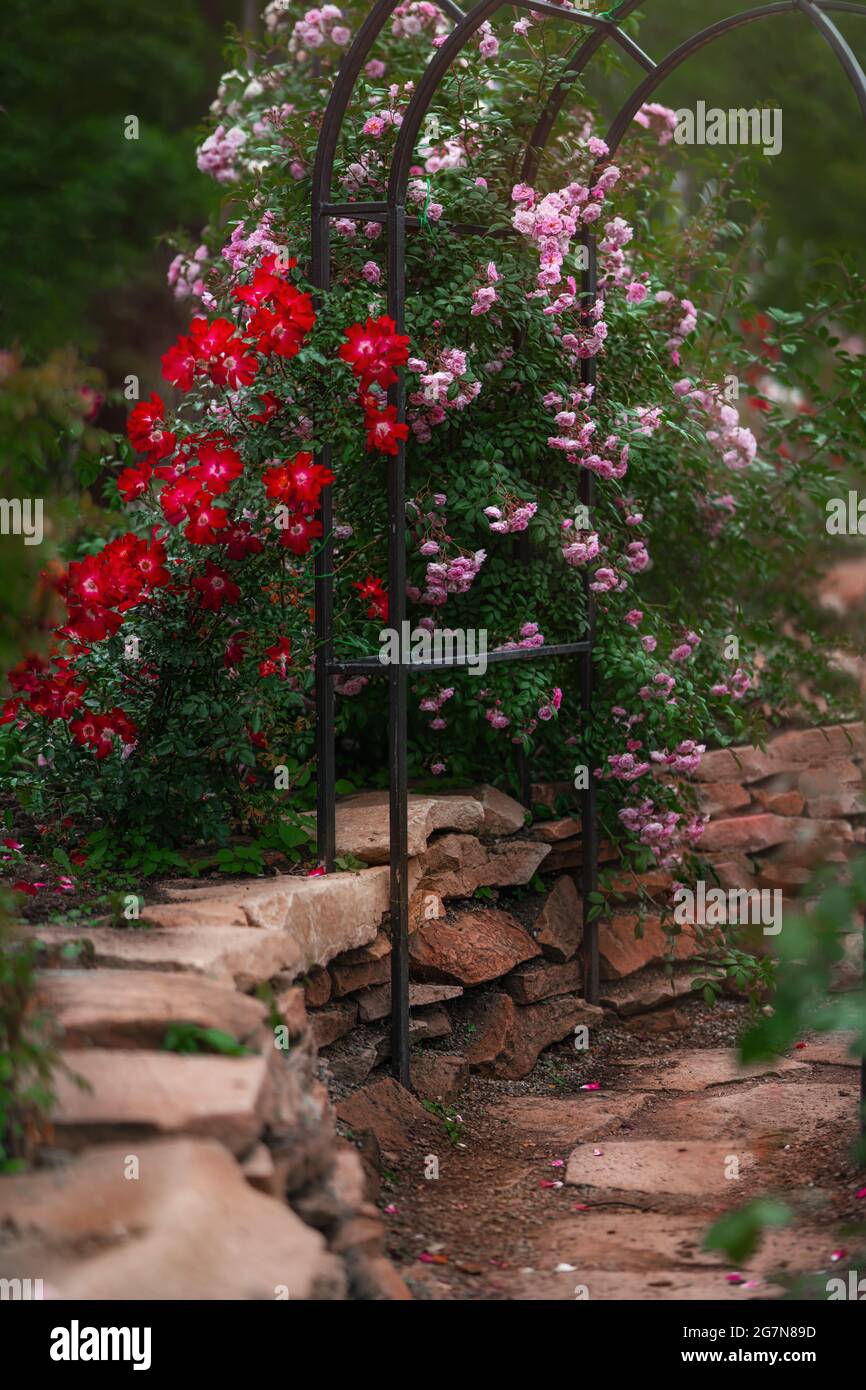 Rose petal path home hi-res stock photography and images - Alamy