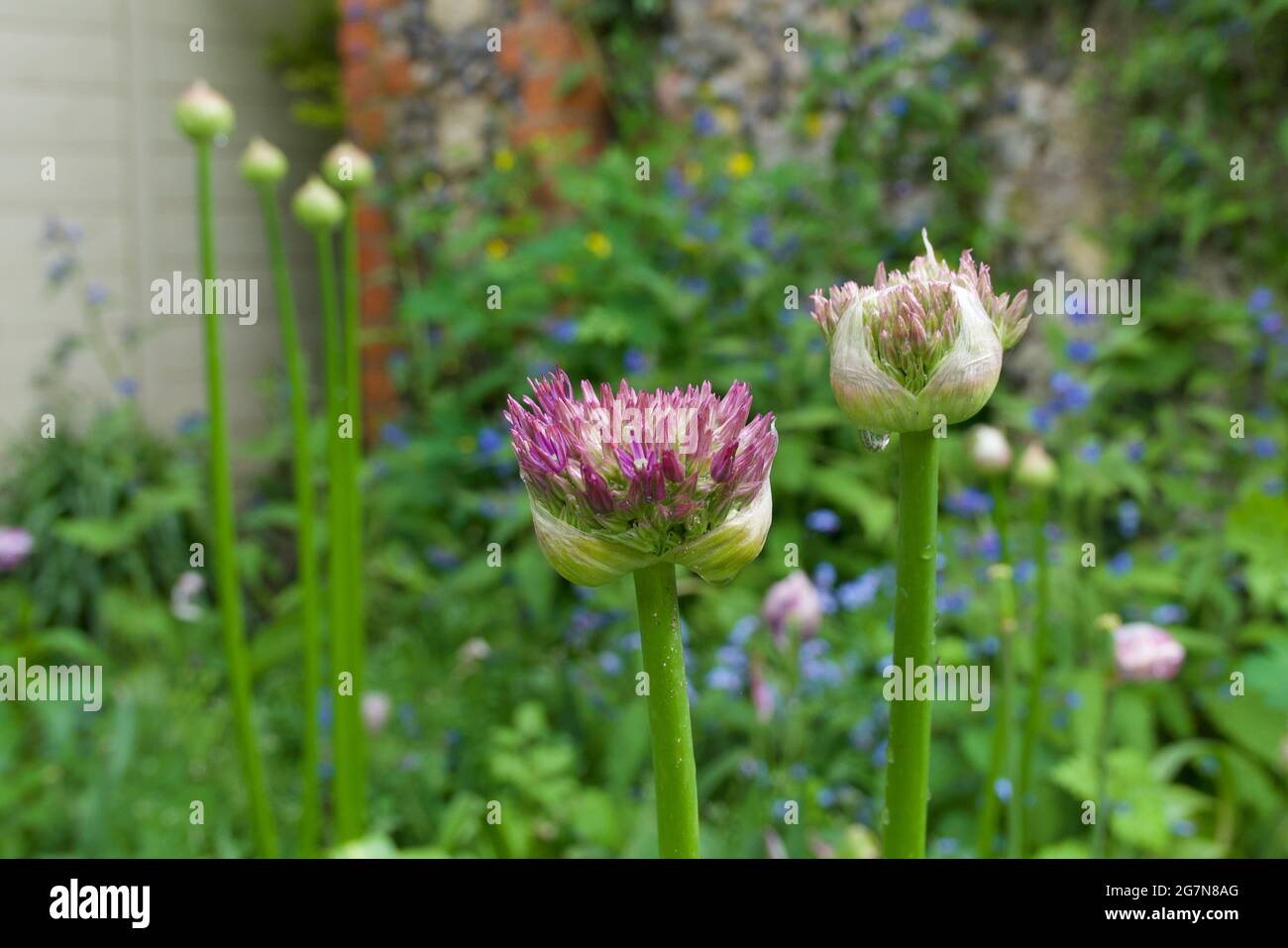 Pink allium buds starting to turn into flowers in garden setting Stock ...