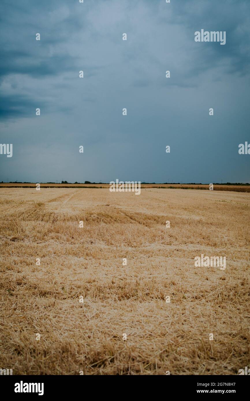 Vertical shot of a big beautiful open hay field under a bright blue ...