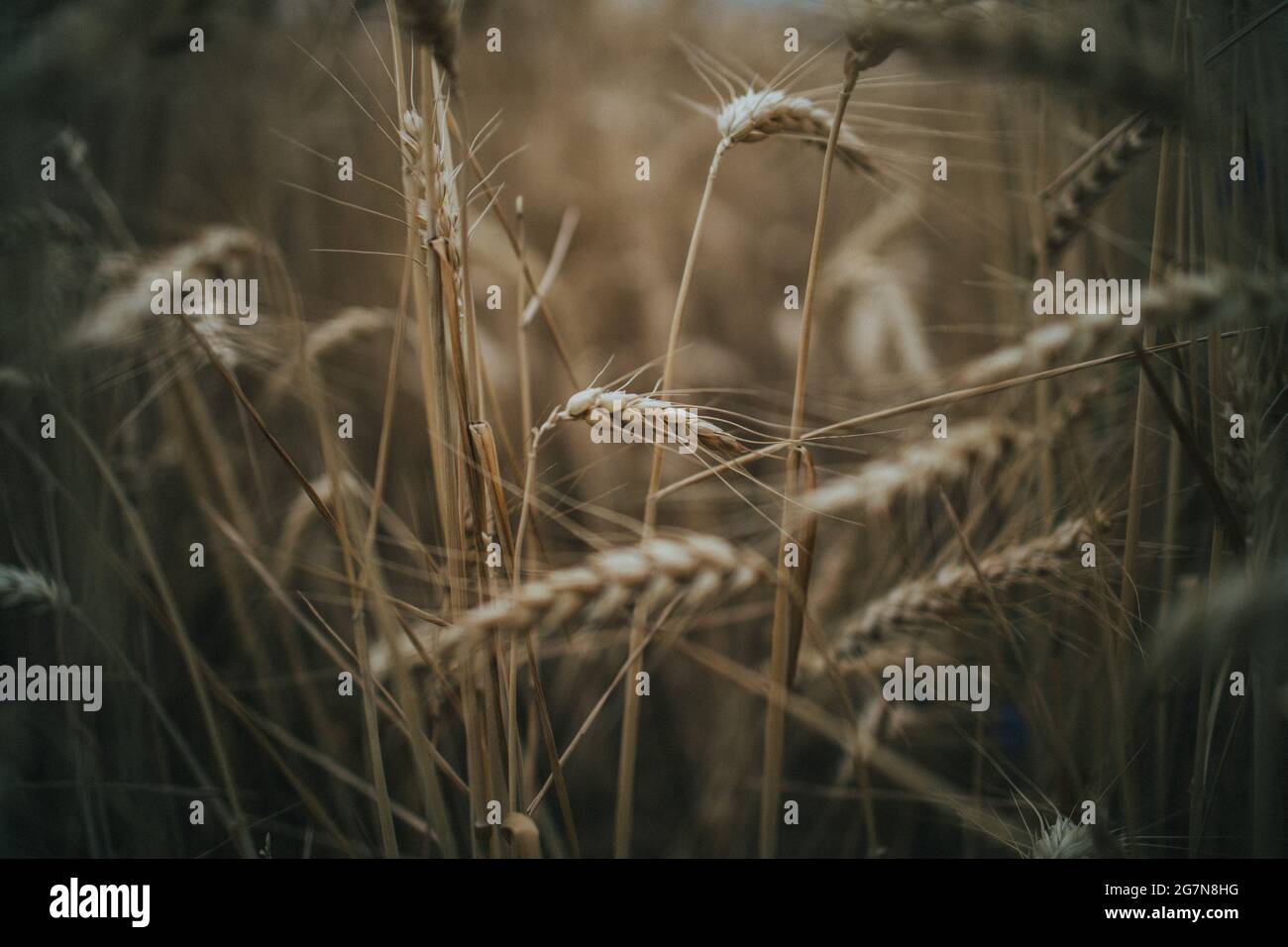 Closeup of small thin wheat plants growing in a beautiful lush field ...