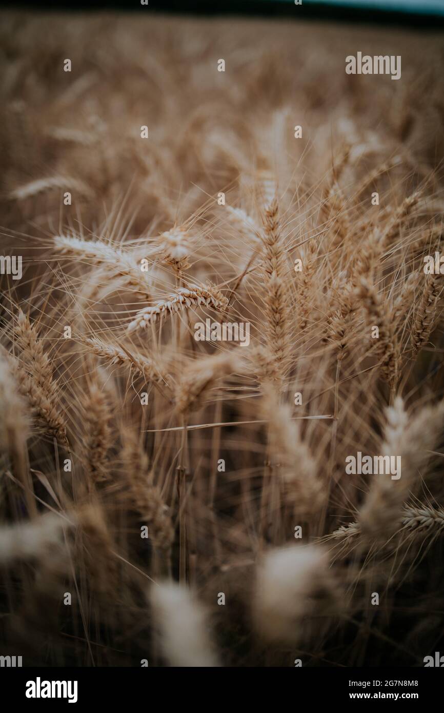 Vertical shot of beautiful spiky wheat plants in a big open field with ...