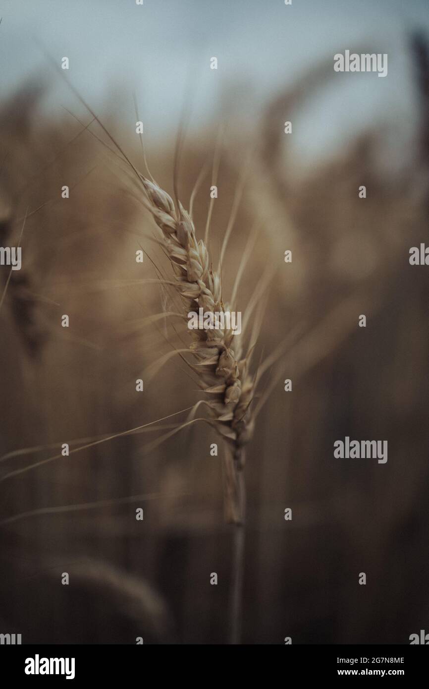 Vertical shot of a single wheat plant growing in the middle of a ...