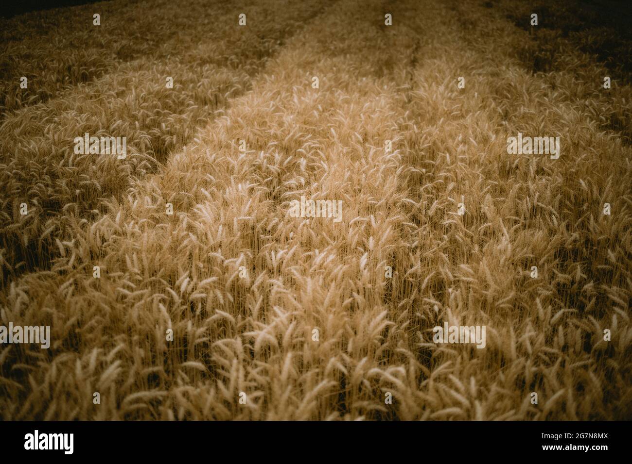 Closeup of a big open wheat field in the nighttime Stock Photo - Alamy