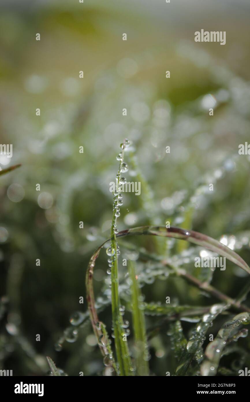 Dew drops or rain drops on green grass, fresh natural image Stock Photo ...