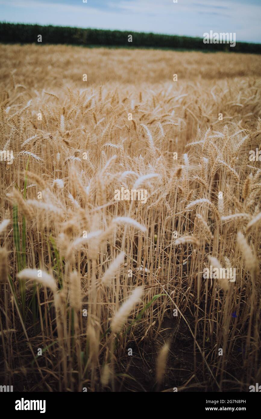 Vertical shot of a beautiful big wheat field on a warm sunny day with a ...