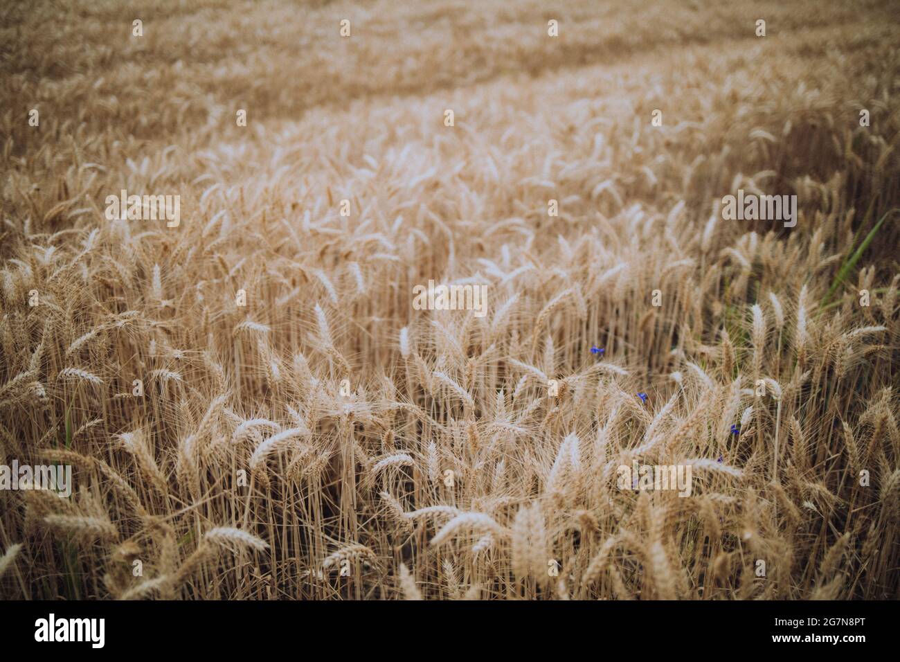 High angle shot of a beautiful thick wheat field on a warm summer day ...