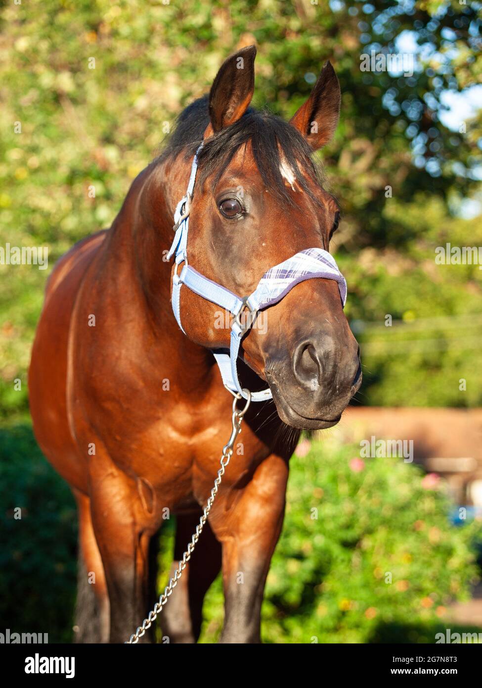 Trakehner breed hi-res stock photography and images - Alamy