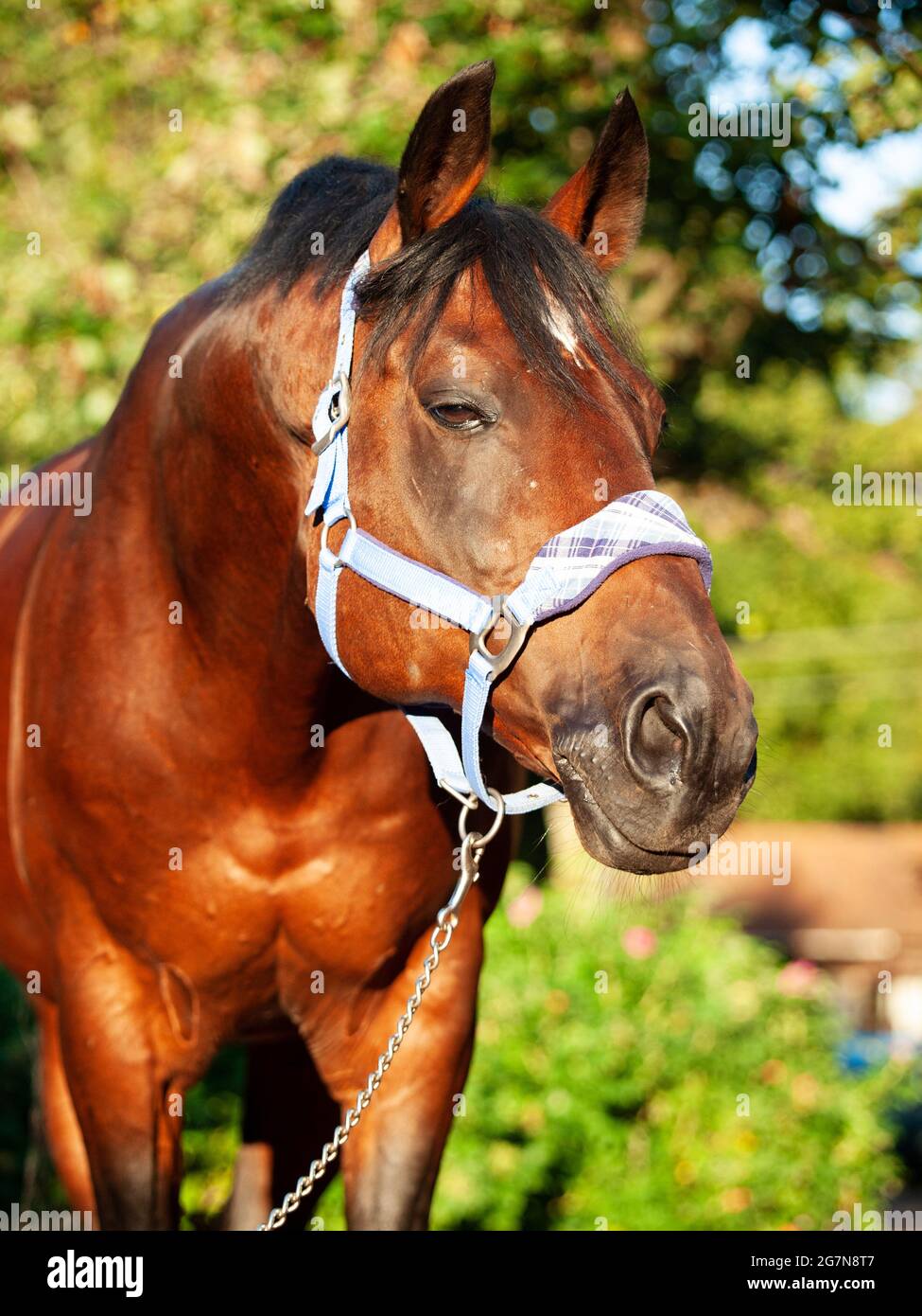 Trakehner breed hi-res stock photography and images - Alamy