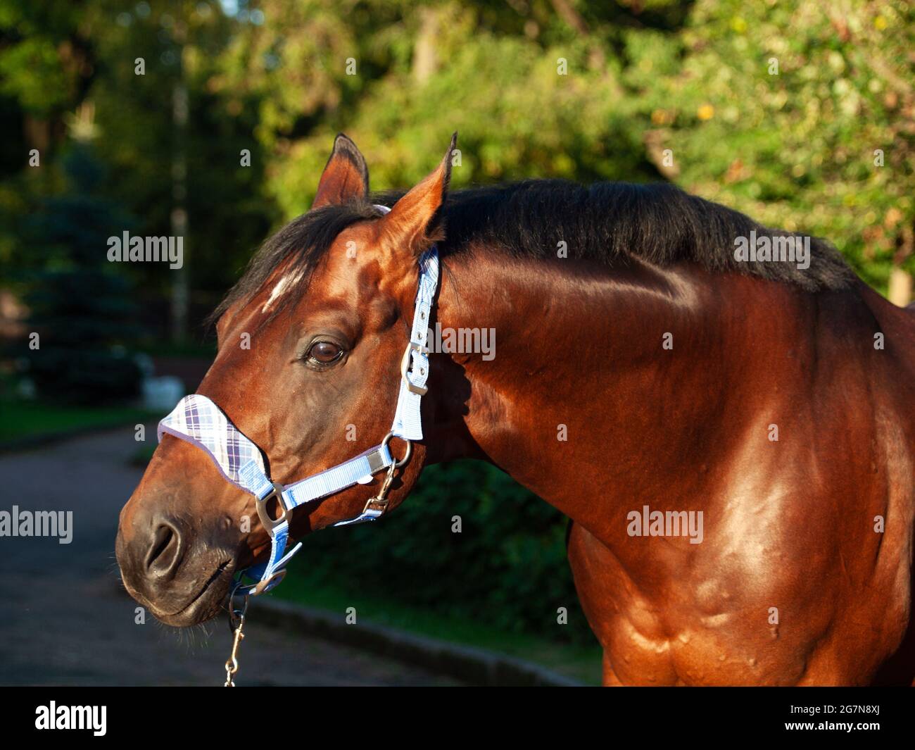 Trakehner breed hi-res stock photography and images - Alamy