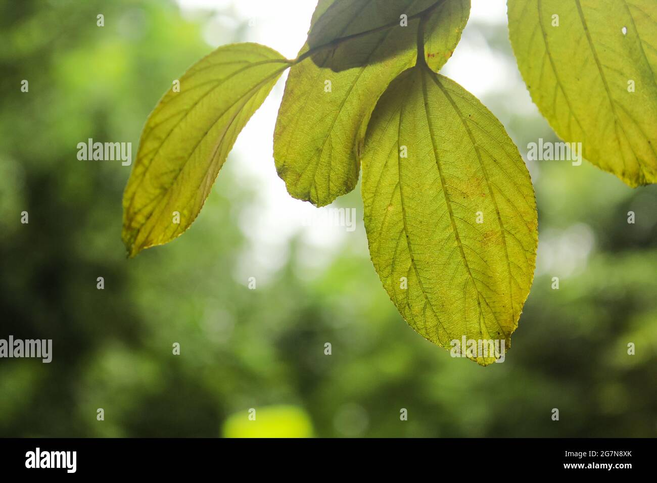 Indian jujube hi-res stock photography and images - Alamy