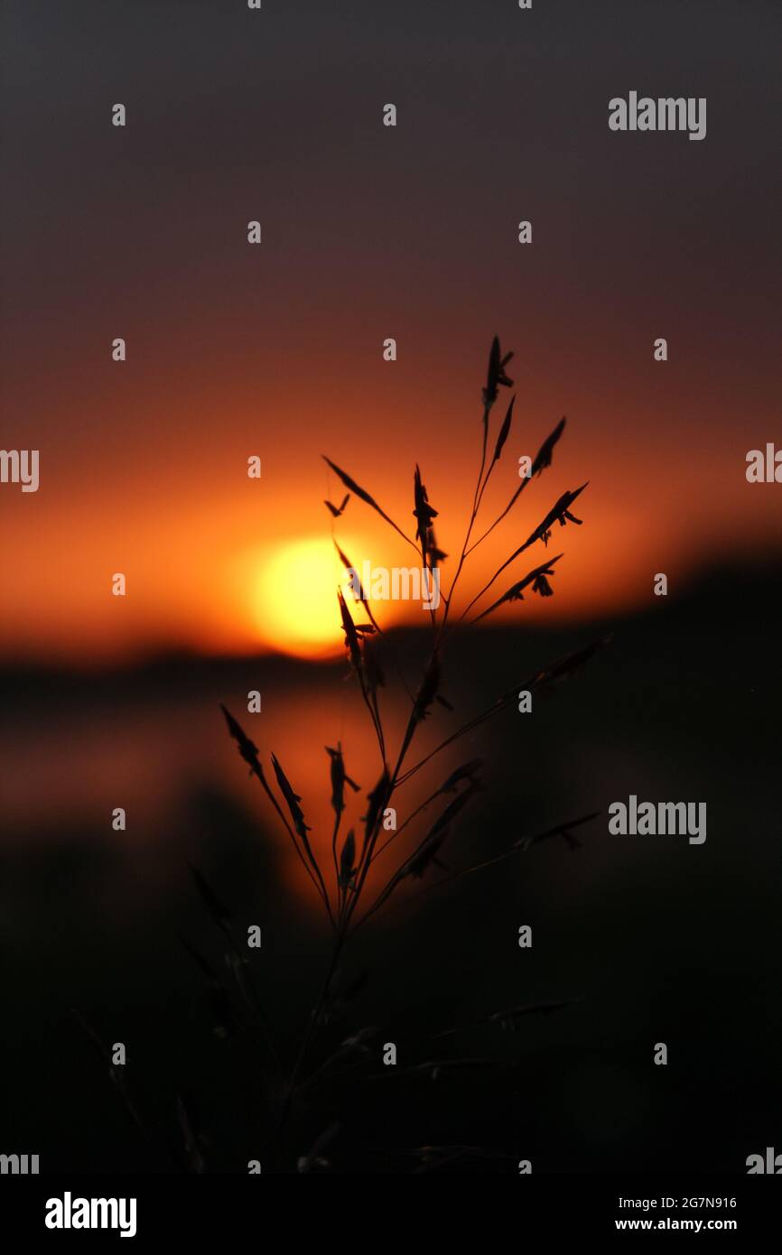 Flower shadow while at sunset,sunset for wallpaper Stock Photo - Alamy