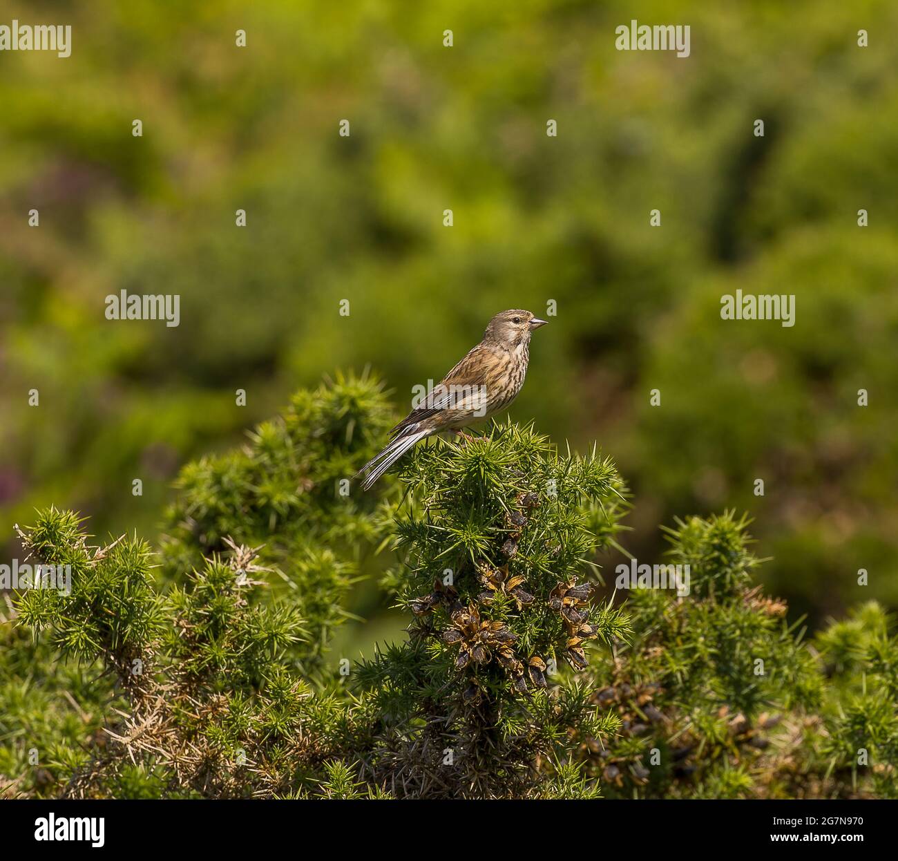 Linnet captured in st agnes cornwall hi-res stock photography and ...