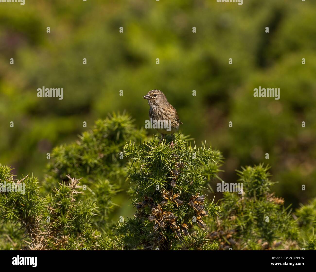 Linnet captured in st agnes cornwall hi-res stock photography and ...